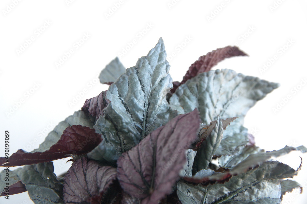 Begonia rex, begonia with vibrant ornamental leaves, Christmas plant ...
