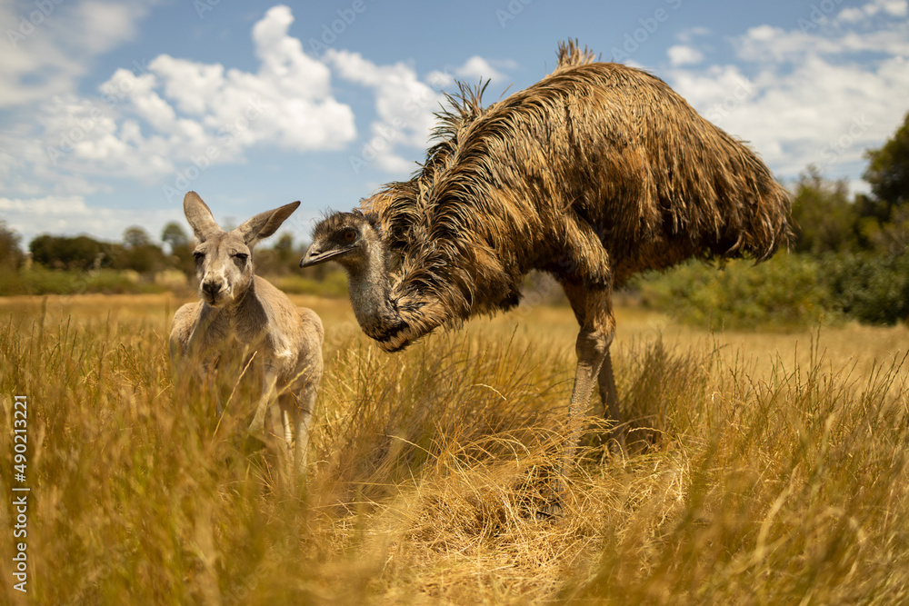 Kangaroo and an emu, resembling the Australian coat of arms. Stock ...