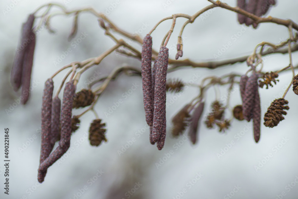 Branches of Alder tree in winter - Alnus glutinosa Stock Photo | Adobe Stock