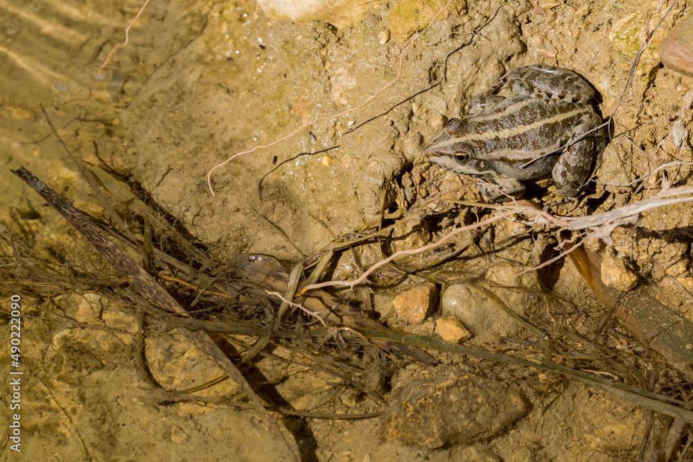 Levant Water Frog or Bedriaga's Frog, Pelophylax bedriagae, on mud in ...