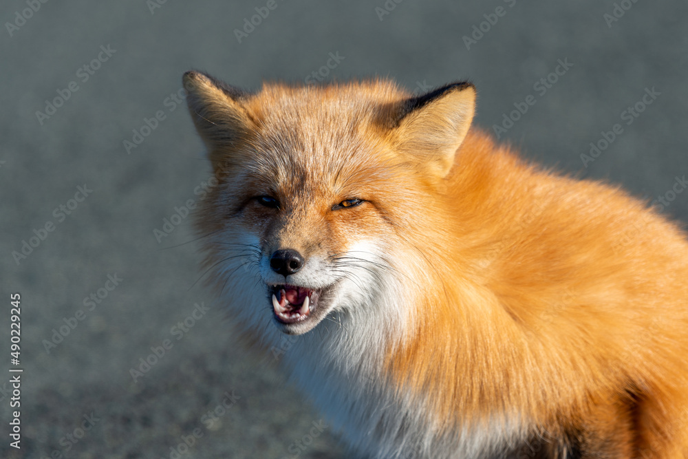 A close up of a wild young red fox with long red fur and a white fur ...