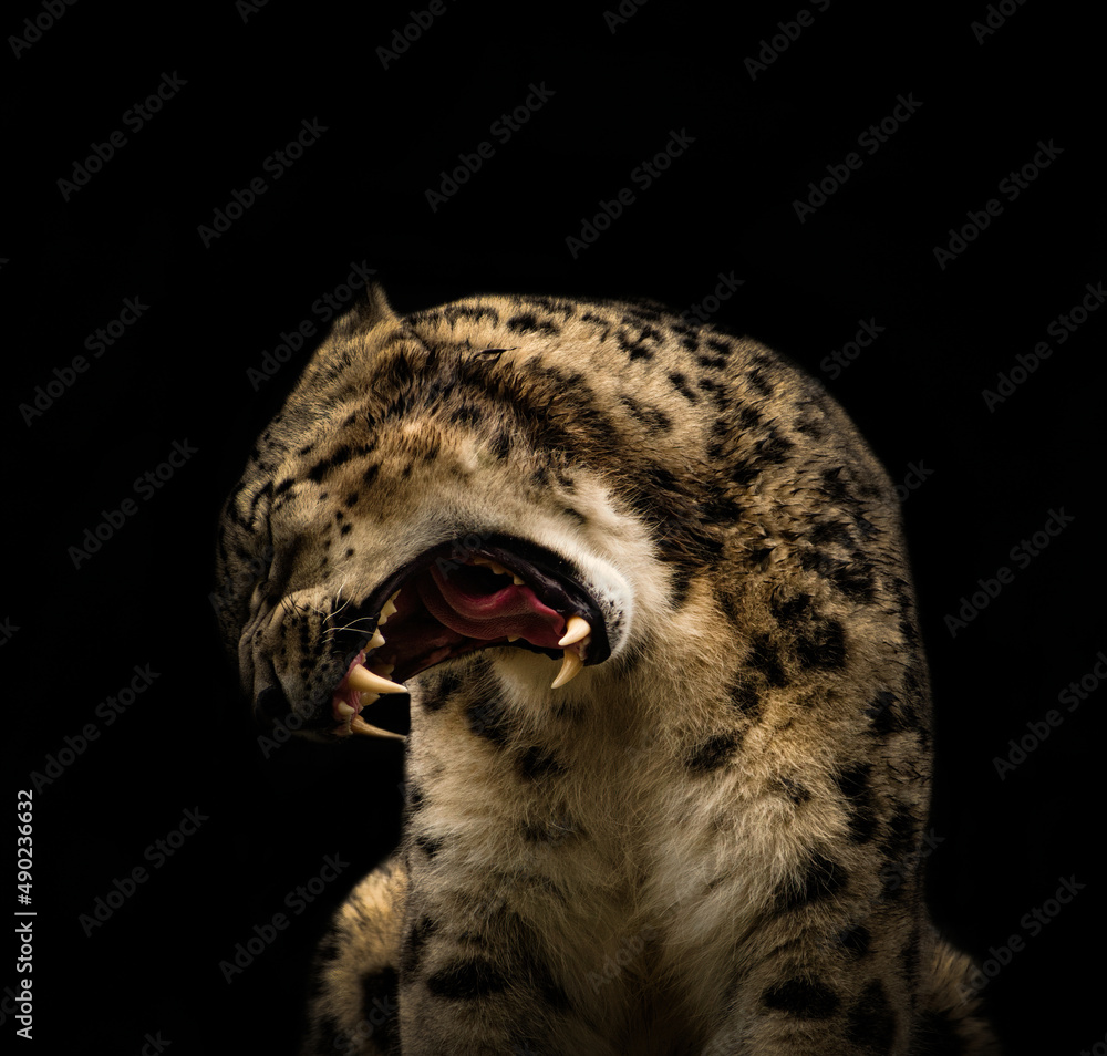 Vertical closeup of the yawning snow leopard isolated on black ...