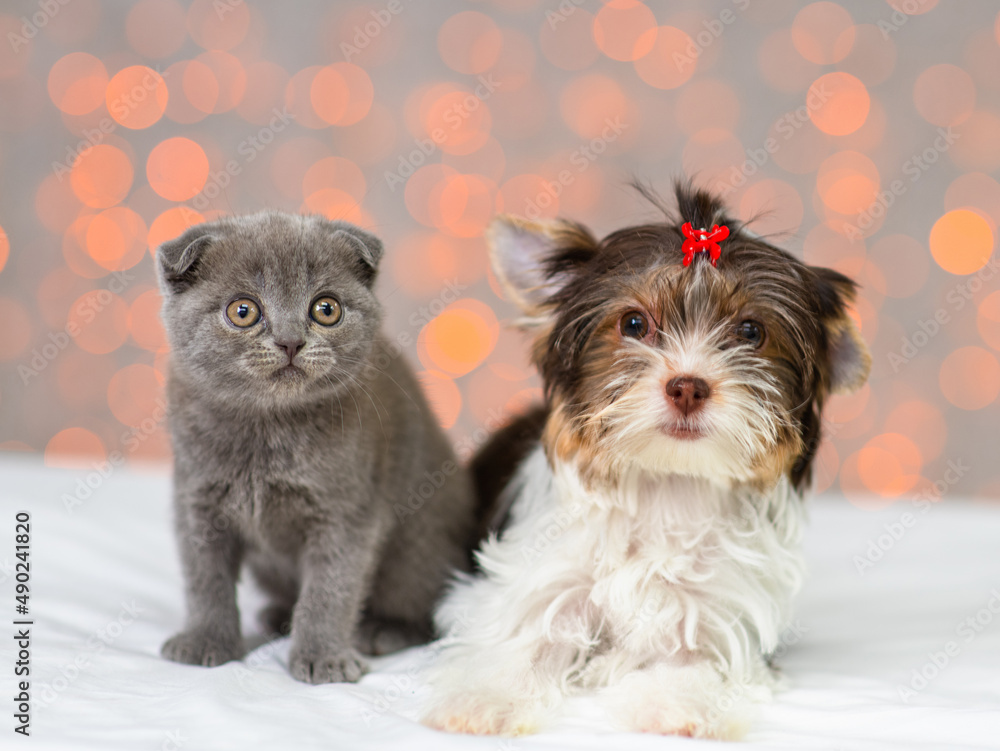 A Scottish kitten and a Biewer Yorkie puppy lying next to each other on ...