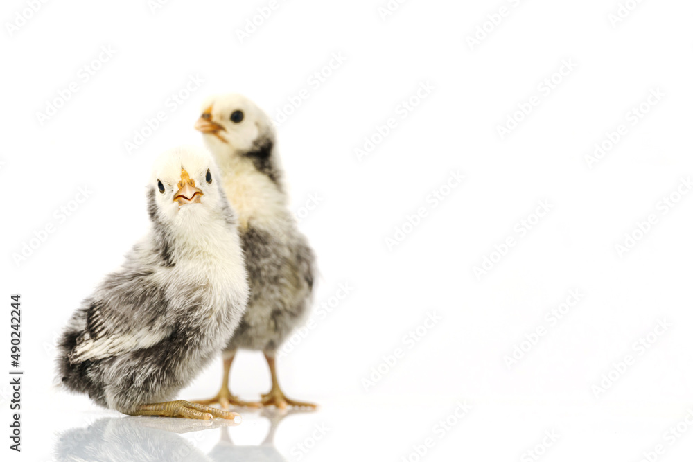silver Sebright bantam hen isolated on white. Stock Photo | Adobe Stock
