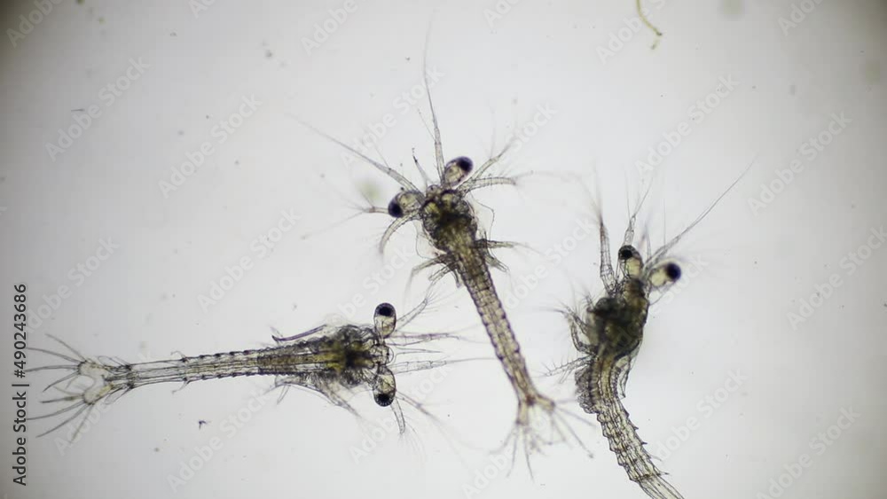 Shrimp larvae under a microscope. Mysis stage and zoea stage of white ...