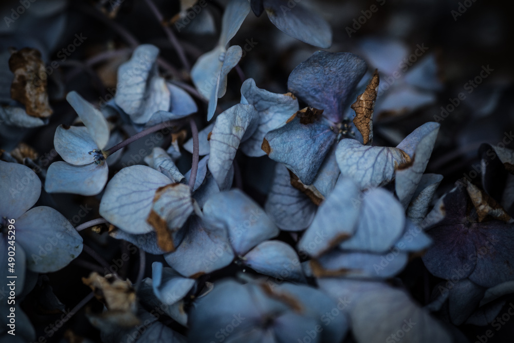 Wilted blue hydrangea Stock Photo | Adobe Stock