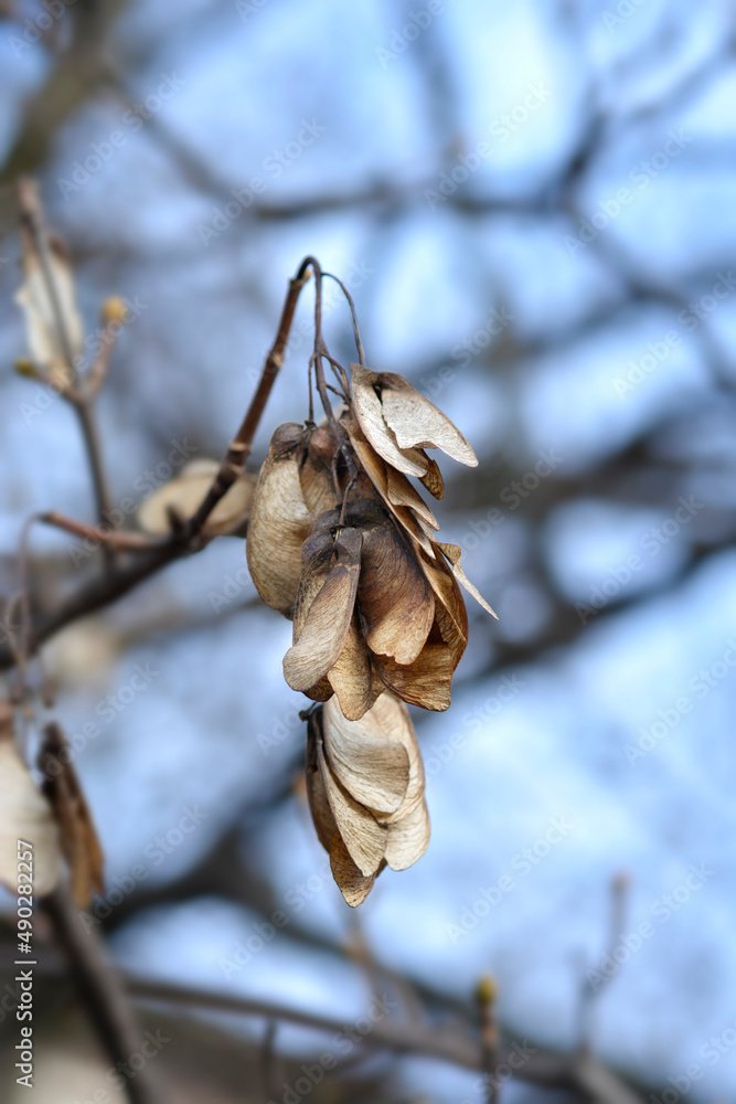 Common sycamore Stock Photo | Adobe Stock