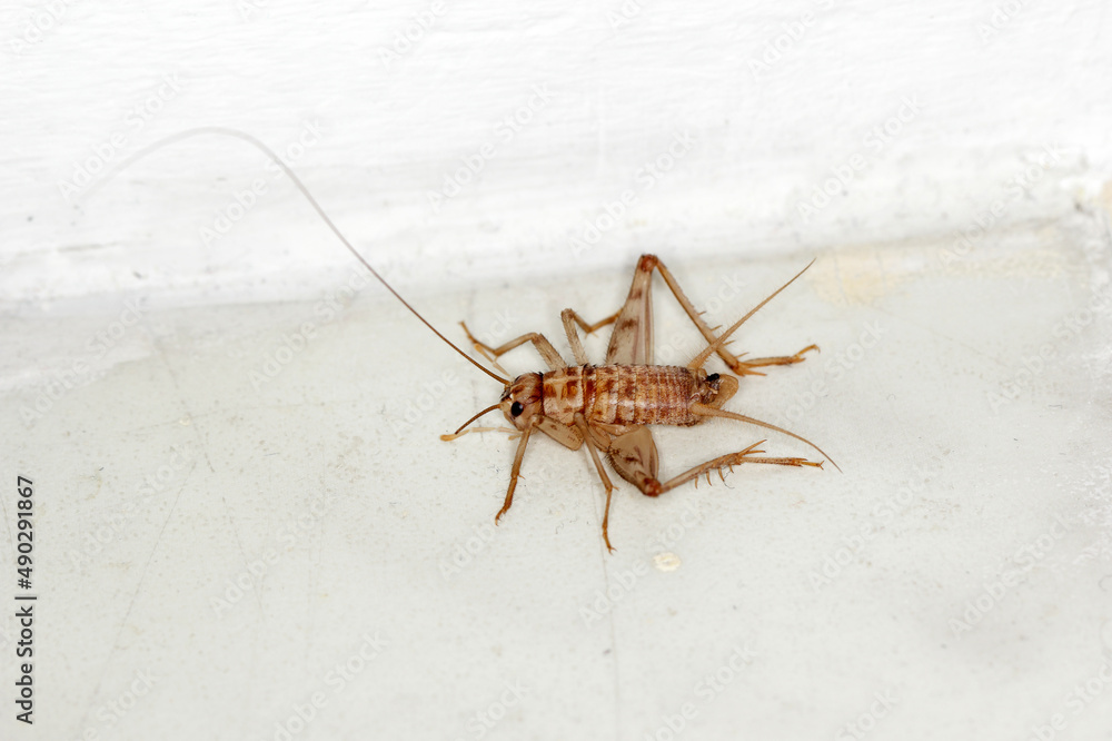 Cuban cricket reproduction, Gryllus assimilis, a species of breeding ...