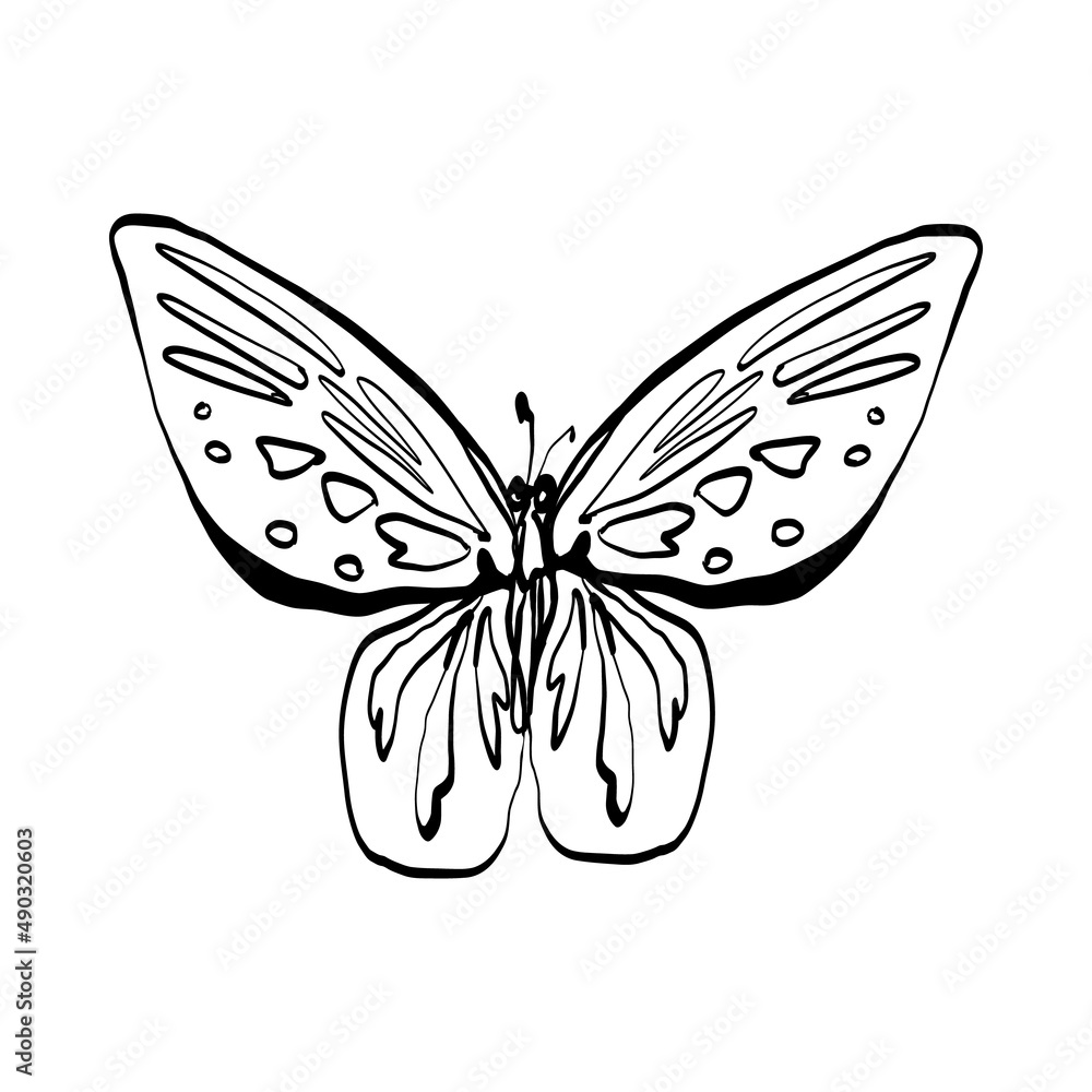 Black line doodle big butterfly. Vector Outline illustration. Nature ...