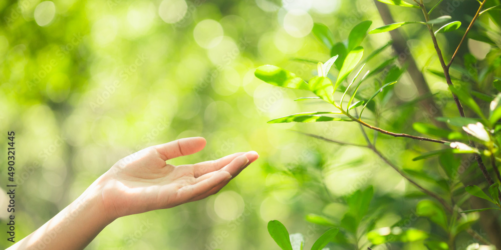 Female hand touching leaf of nature with sunlight. Green environment ...