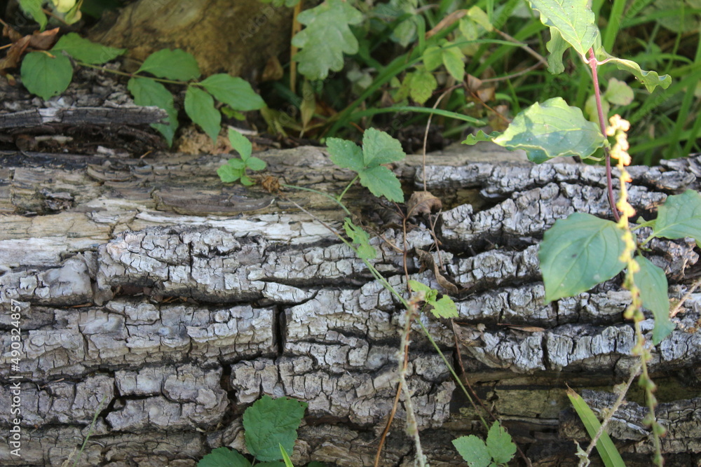 Die Rinde des Baumes war mit Moos bewachsen. Kriechpflanze wickeln sich ...