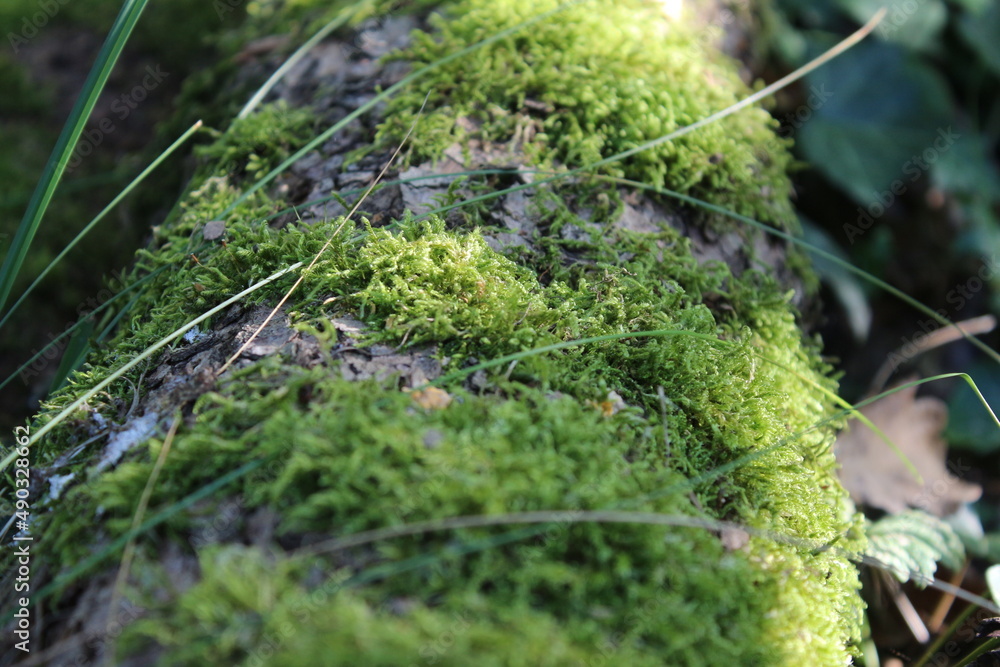 Die Rinde des Baumes war mit Moos bewachsen. Kriechpflanze wickeln sich ...