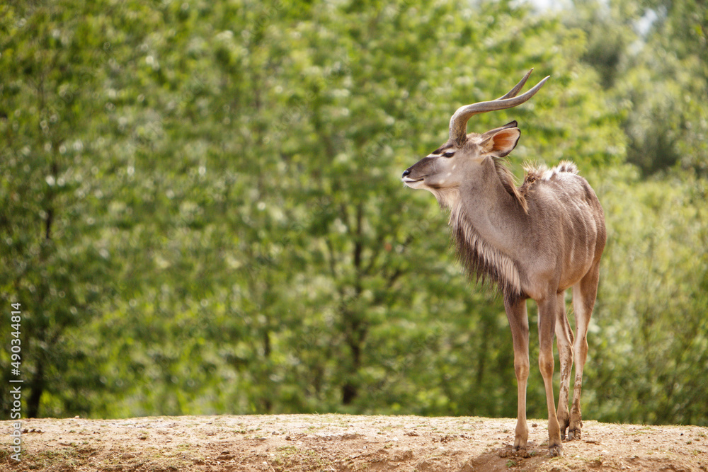 zoo animals living in england Stock Photo | Adobe Stock