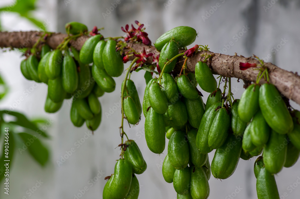 Young fruits of Averrhoa bilimbi, commonly known as bilimbi, cucumber ...