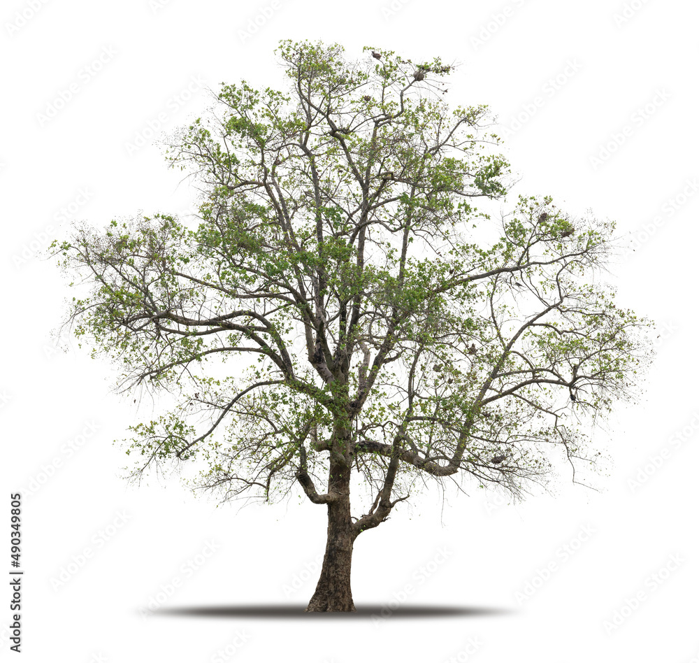 Tree isolated on white background realistic with shadow in high quality ...