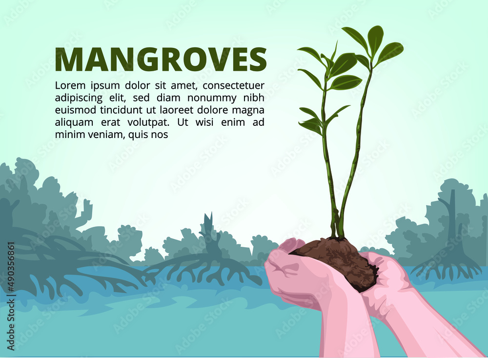 Mangrove tree planting. Mangrove forest background vector eps 10 Stock ...