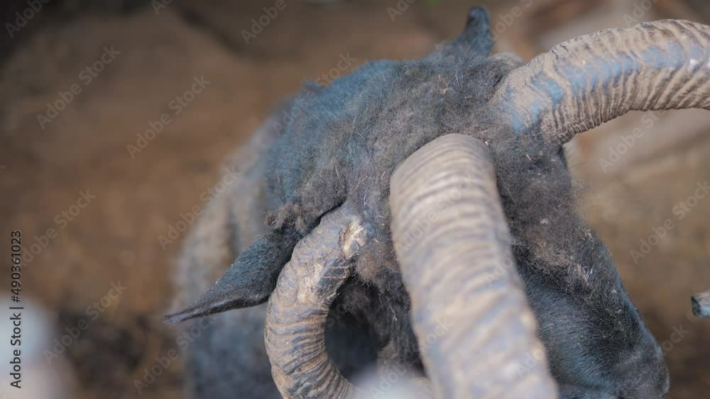 A close-up of a rare species of ram with four horns in an aviary. Rare ...