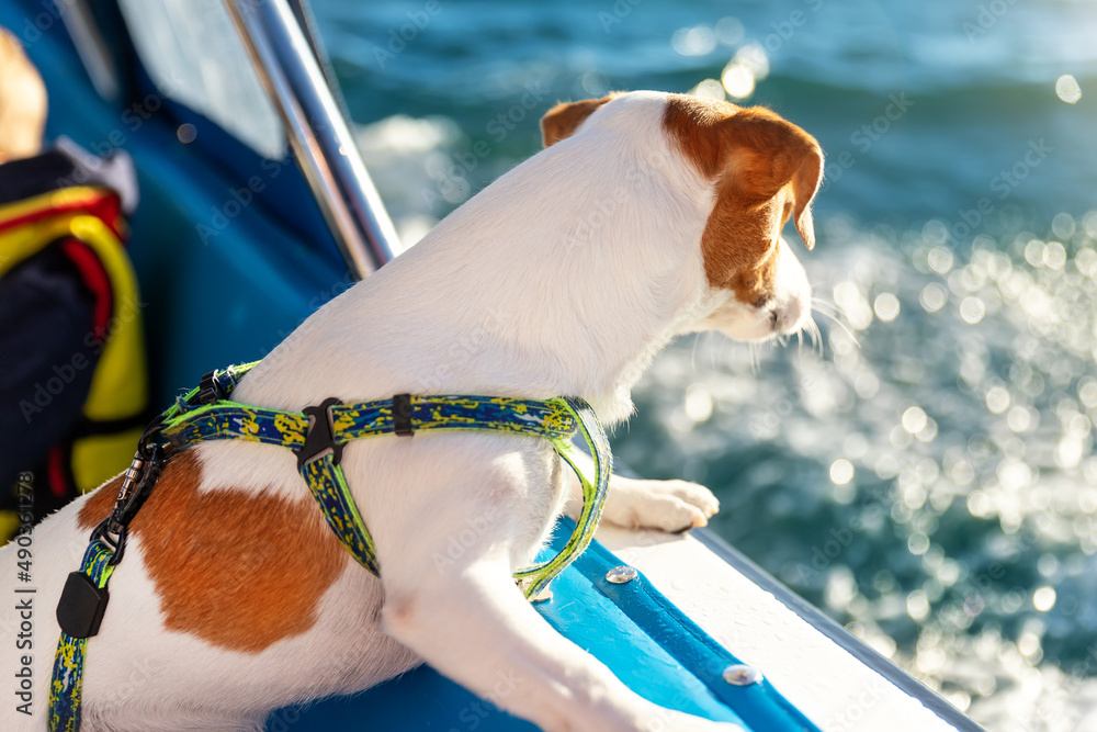 Profile side view of cute adorable little jack russel terrier dog ...