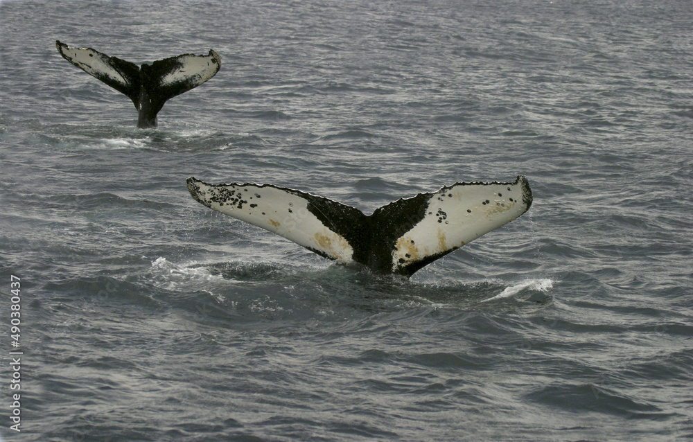 Tail fins of two Humpback whales (Megaptera novaeangliae) Stock Photo ...