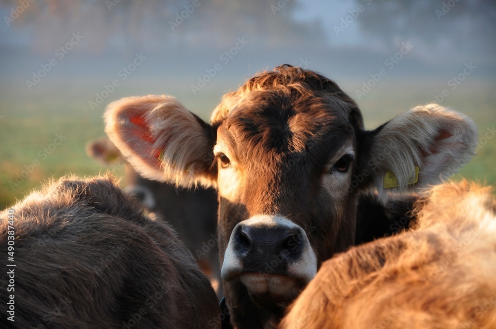 Cute Cow Looking at Camera in Switzerland. Stock Photo | Adobe Stock