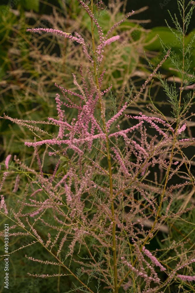 Botany. Closeup view of shrub Tamarix ramosissima, also known as Salt ...