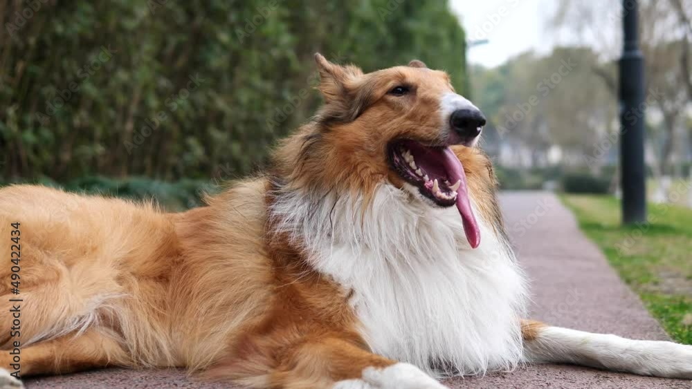 Portrait of Scotland shepherd dog lying in the middle of road after ...