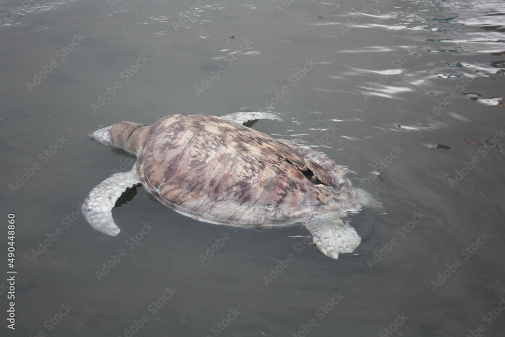 A green turtle died on shore after being struck by a boat propeller ...
