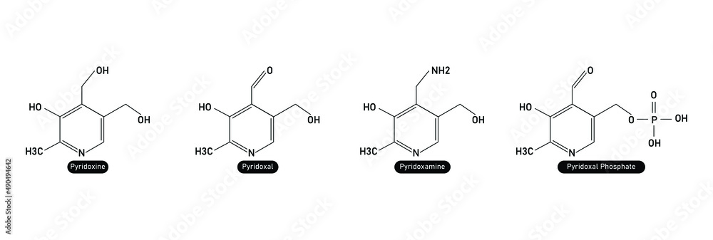 pyridoxal phosphate, pyridoxal, pyridoxamine, pyridoxine chemical ...