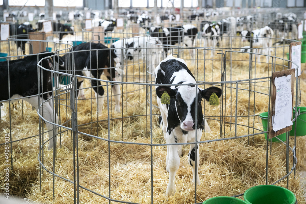 Juveniles are species of artiodactyls. Calves, young cattle of both ...