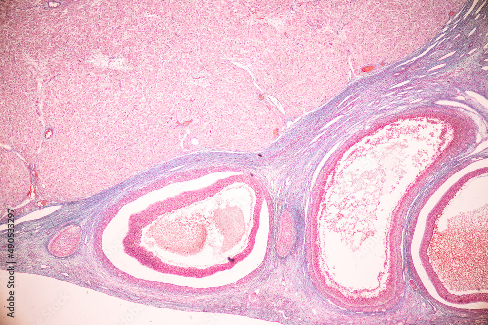 Testis Slide Labeled
