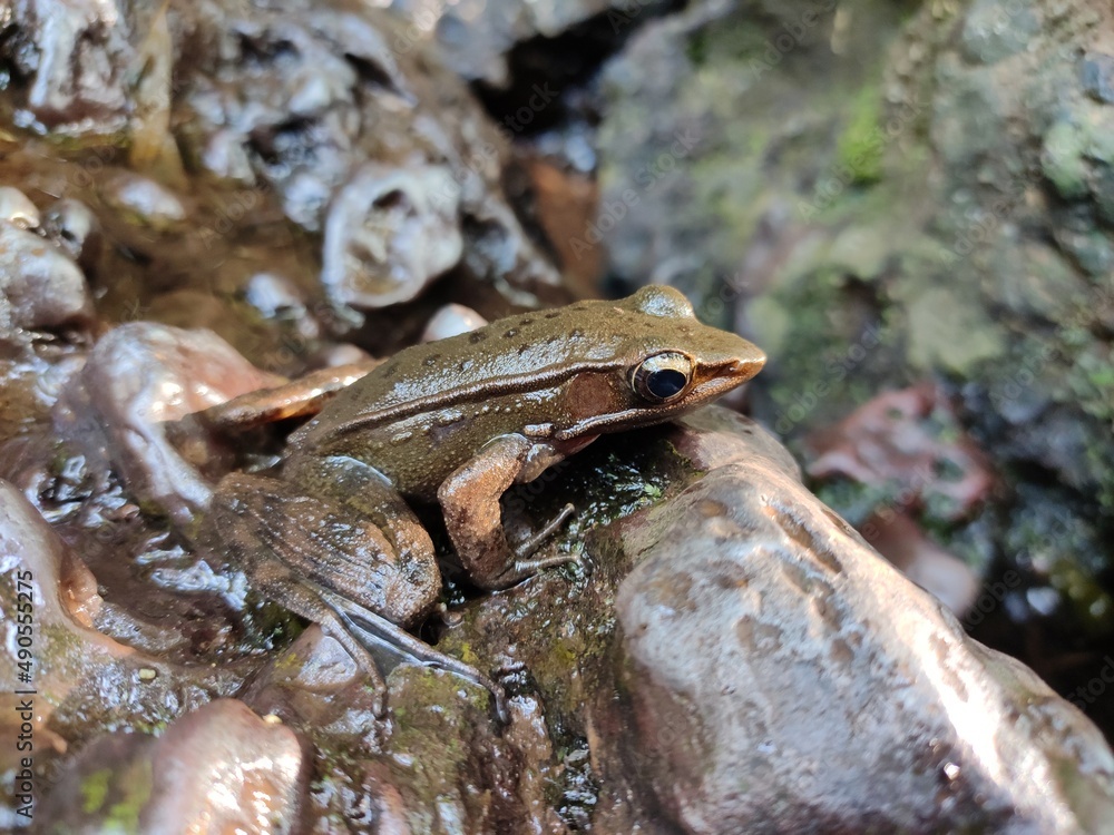 Frog near Honnammana Halla Waterfalls, Chikmagalur, Karnataka, India ...