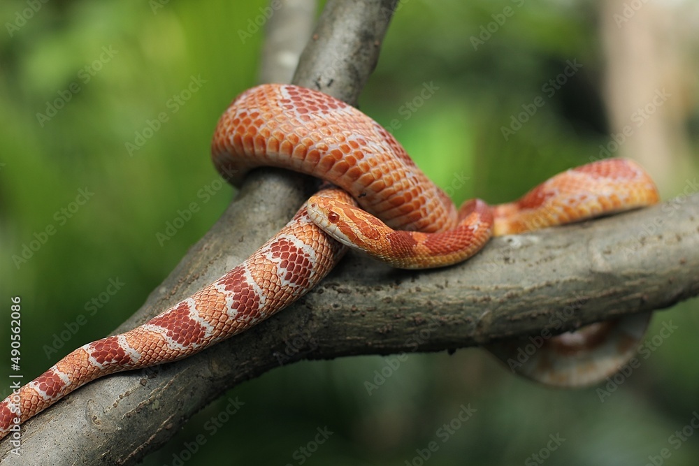 The corn snake (Pantherophis guttatus) is a North American species of ...
