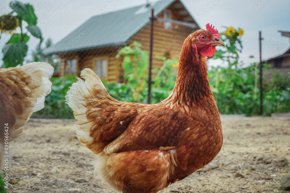 Lohmann Brown chicken walking in the yard in the countryside. A wooden ...