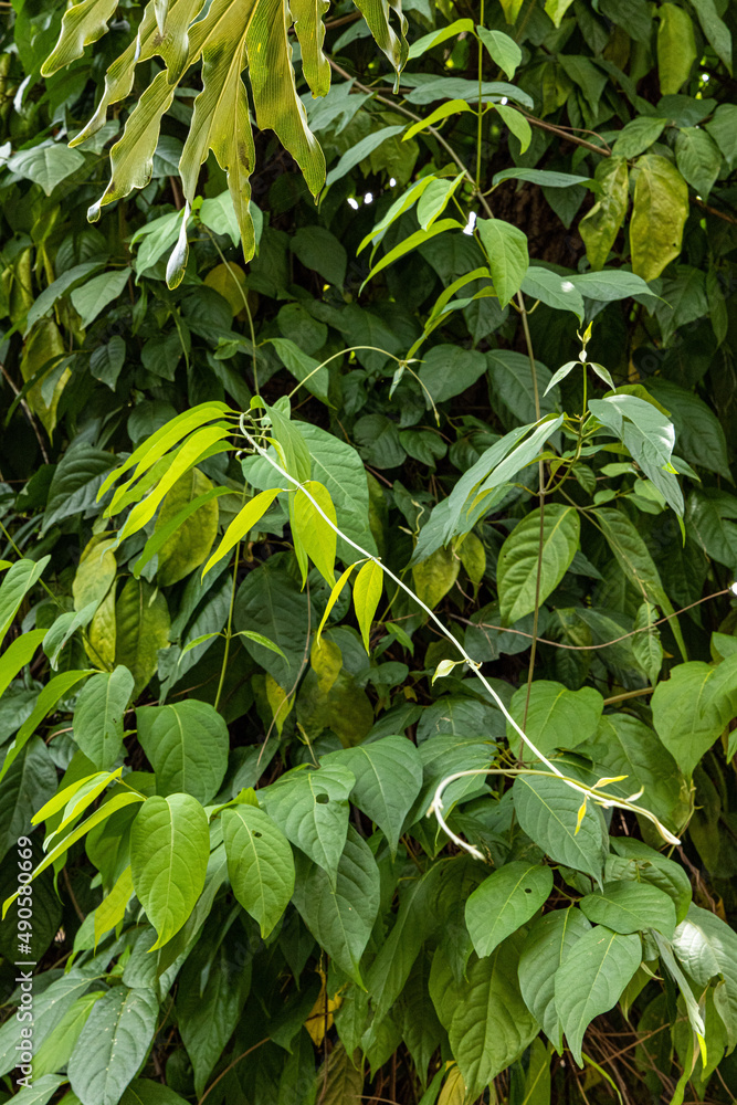 Folhas do Cipó Mariri Banisteriopsis caapi, Stock Photo | Adobe Stock