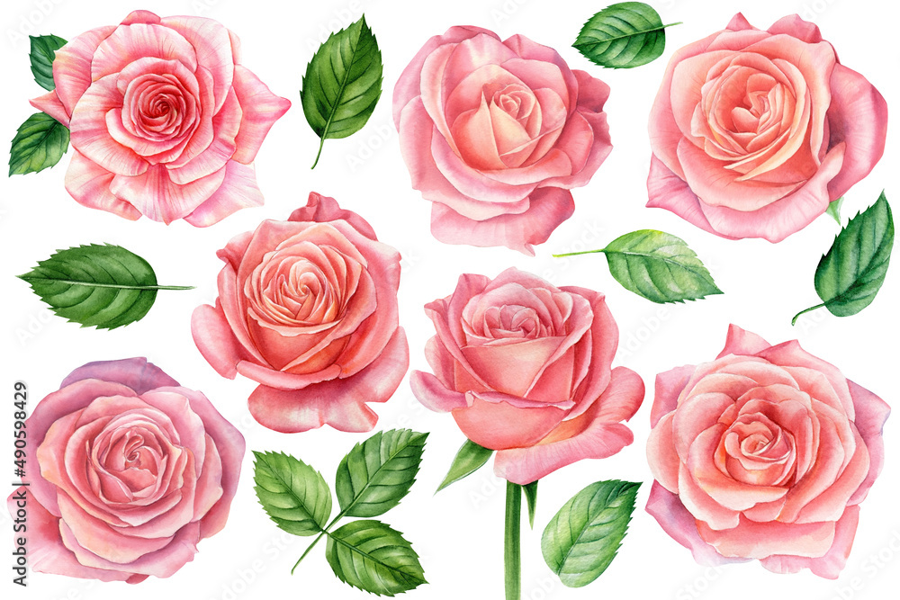 Set of pink roses on white background, watercolor botanical ...