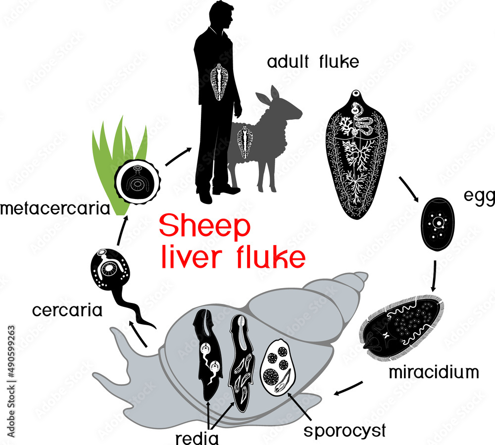 Life cycle of Sheep liver fluke (Fasciola hepatica) with intermediate ...