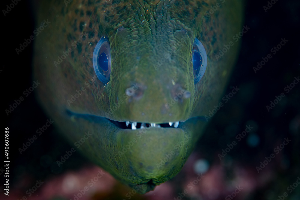 A Giant moray eel, Gymnothorax javonicus, peers out from a hole in a ...