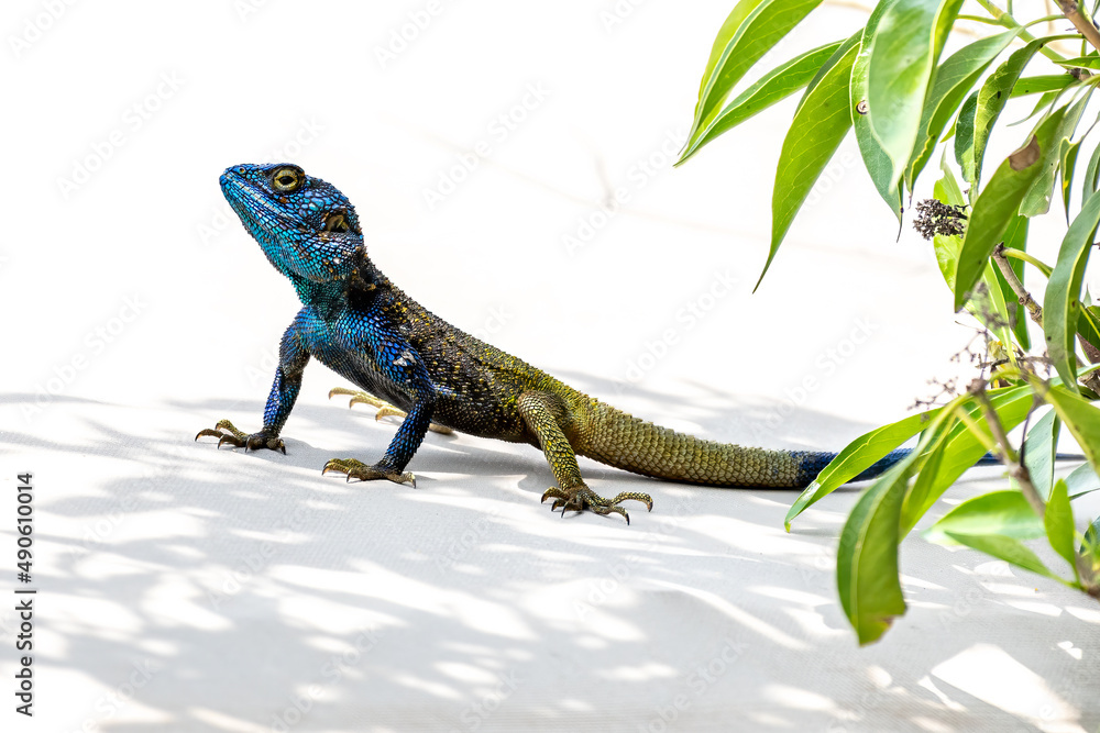 Black-necked Agama (Acanthocercus atricollis) also known as Southern ...
