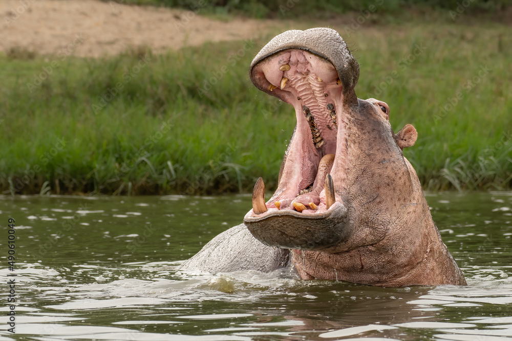 Angry hippo (Hippopotamus amphibius), hippo with a wide open mouth ...