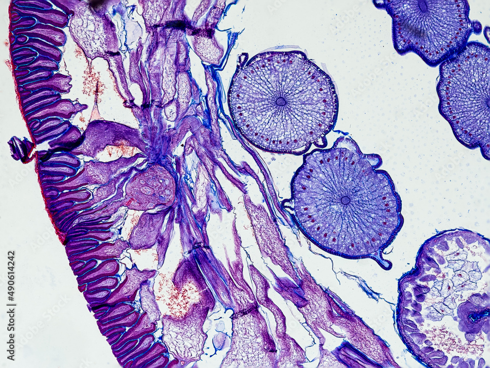 ascaris megalocephala cross section under the microscope showing its ...