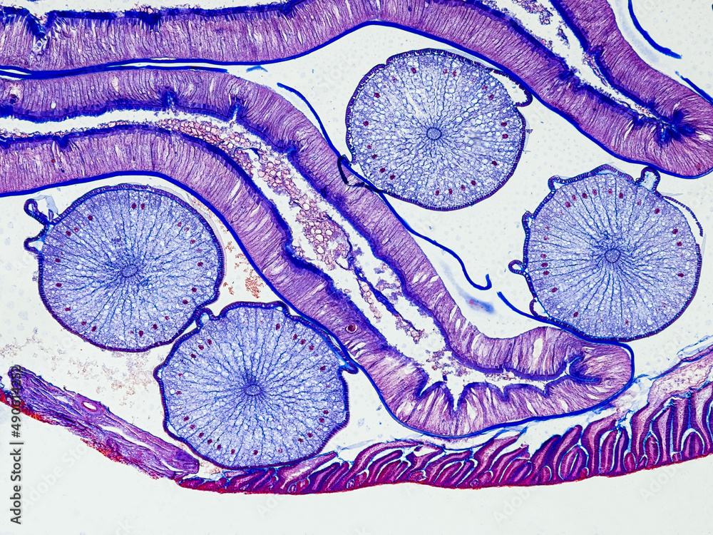 Ascaris Cross Section
