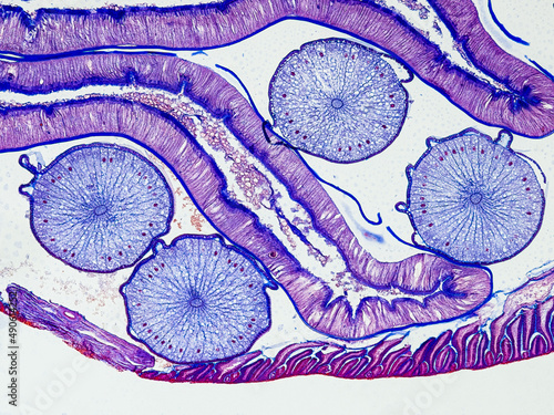 Naklejka ascaris megalocephala cross section under the microscope ...