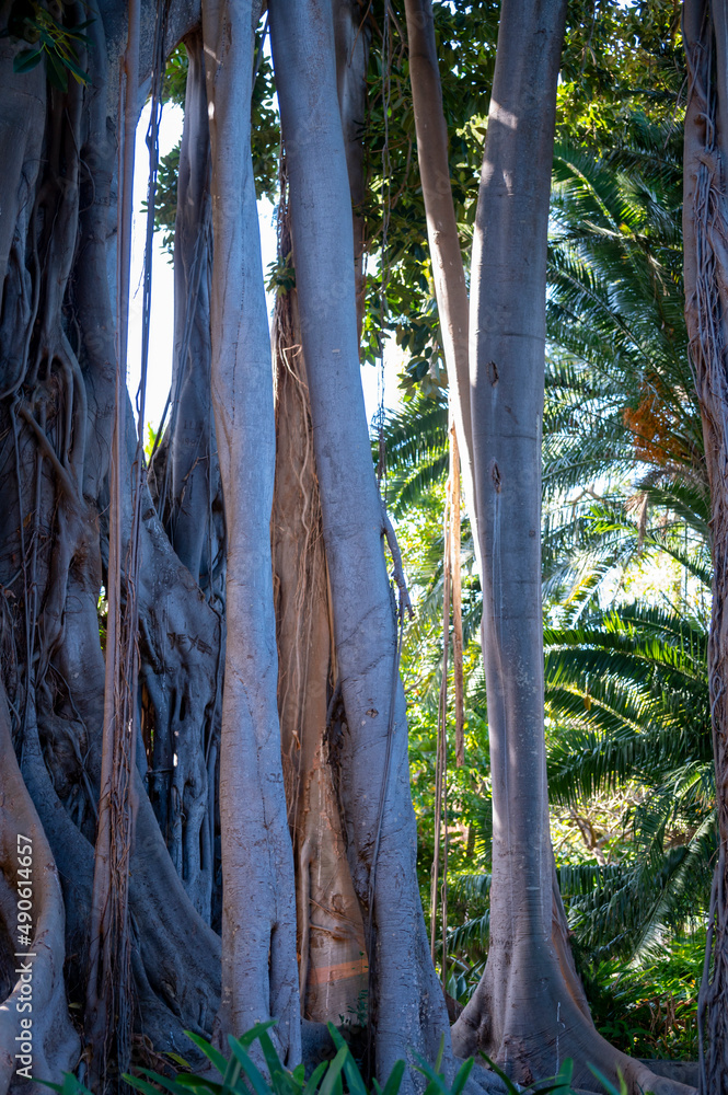 Giant ficus tree with hanging air roots in botanical garden on Tenerife ...