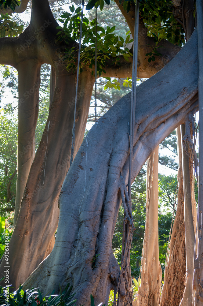 Giant ficus tree with hanging air roots in botanical garden on Tenerife ...