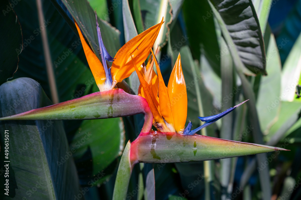 Blossom of Strelitzia reginae, colorful bird of paradise flowers in ...