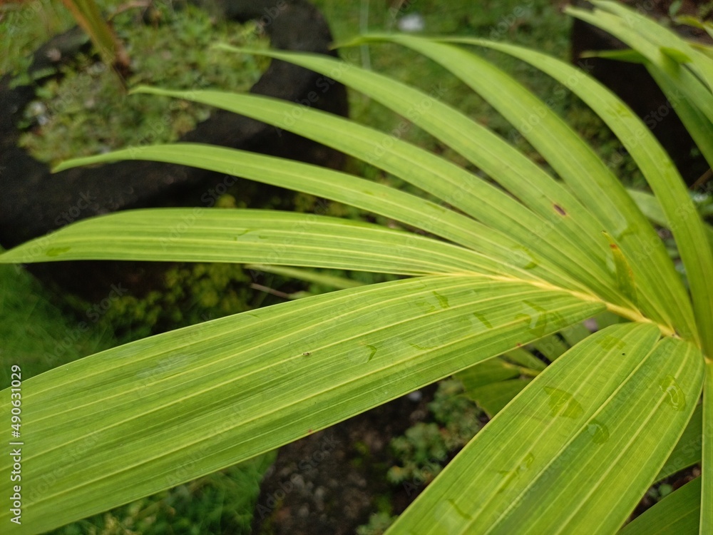 Dypsis lutescens yellow palm is one of the plants that can give a ...