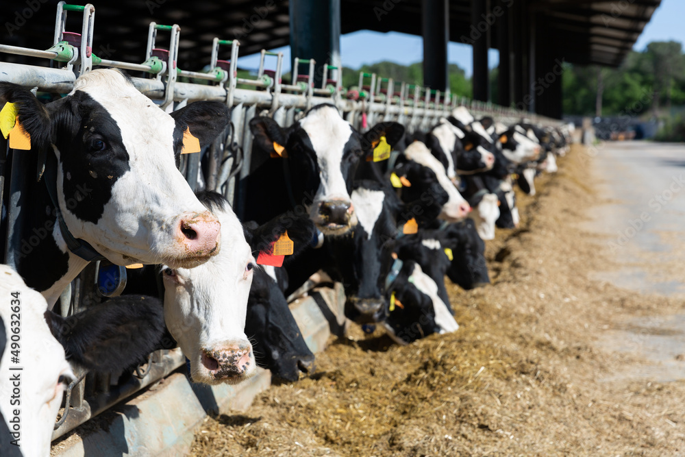 Modern farm cowshed with milking cows eating hay Stock Photo | Adobe Stock