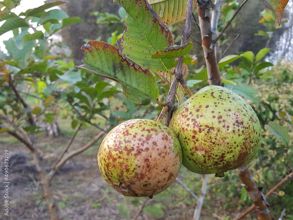 Guava was destroyed by fungus Stock Photo | Adobe Stock