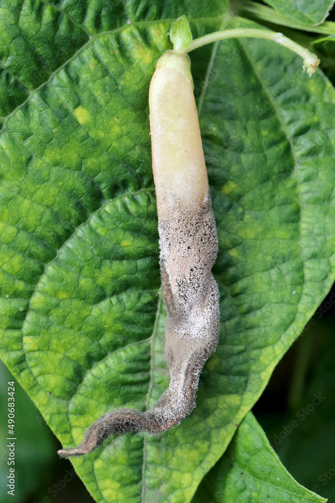 Mass of Botrytis cinerea spores on an infected snap bean pod. Fungal ...