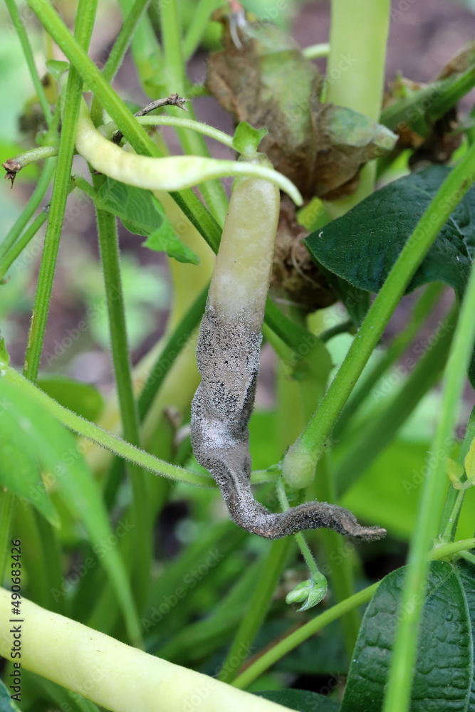 Fotka „Mass of Botrytis cinerea spores on an infected snap bean pod ...